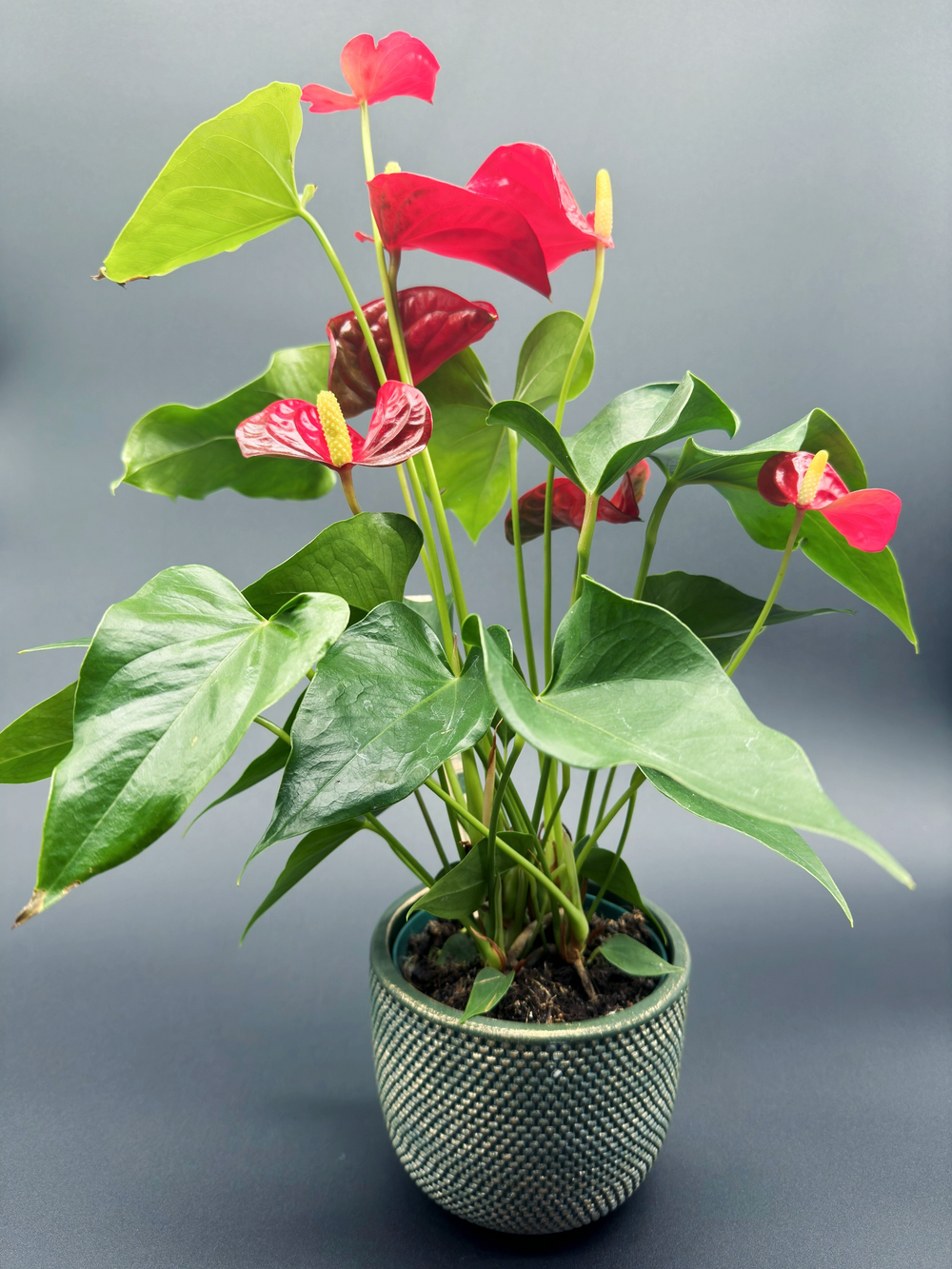 miFlor: Floristería Online | Ramos de Flores y Plantas Naturales – miflor