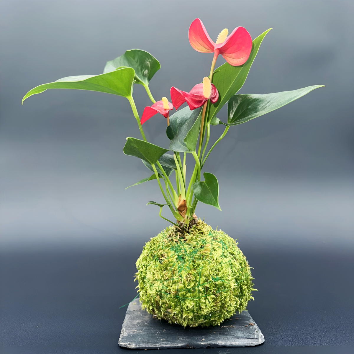 Kokedama Anthurium | Planta del Amor | miFlor – miflor